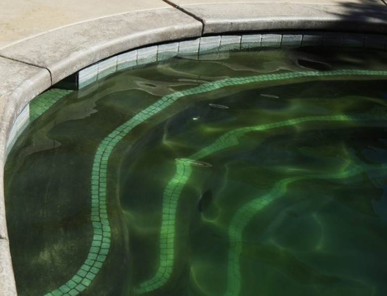 What causes black algae and how is it different from regular algae ...